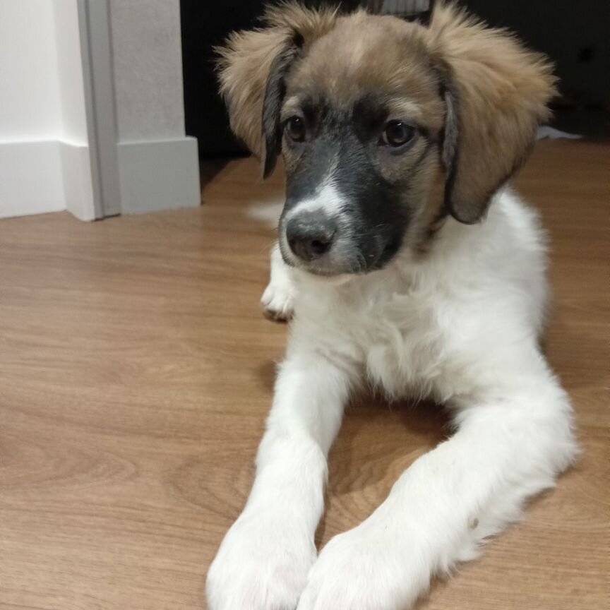 Красивая щенулька ищет дом