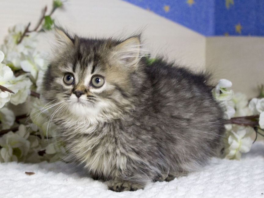 Котята манчкин