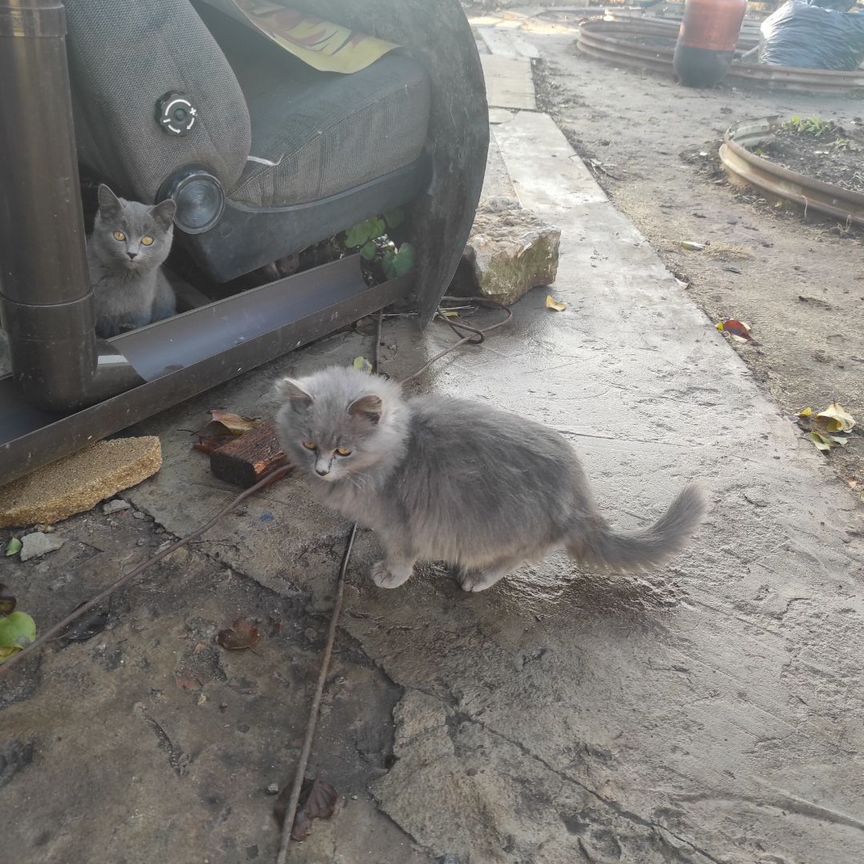 Котята