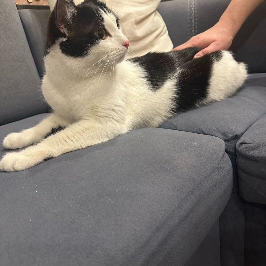 Коты в добрые руки