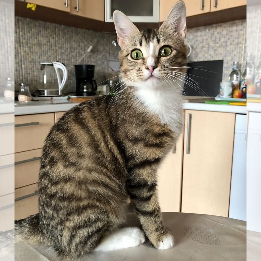 Молодая кошка в дар