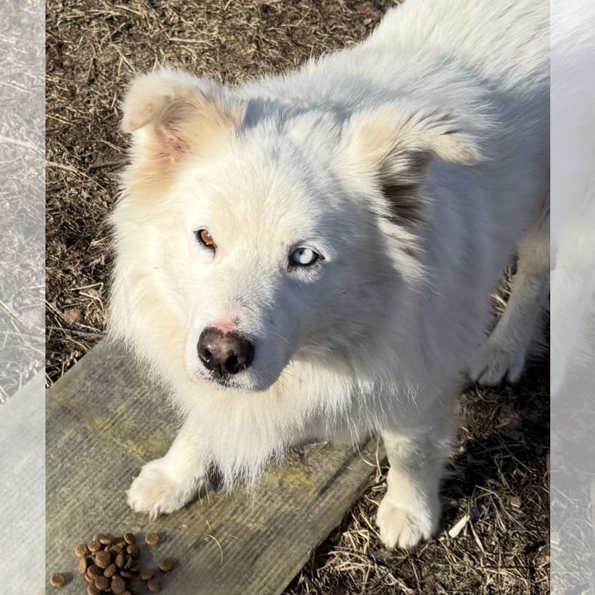 Взрослый пёс в добрые руки