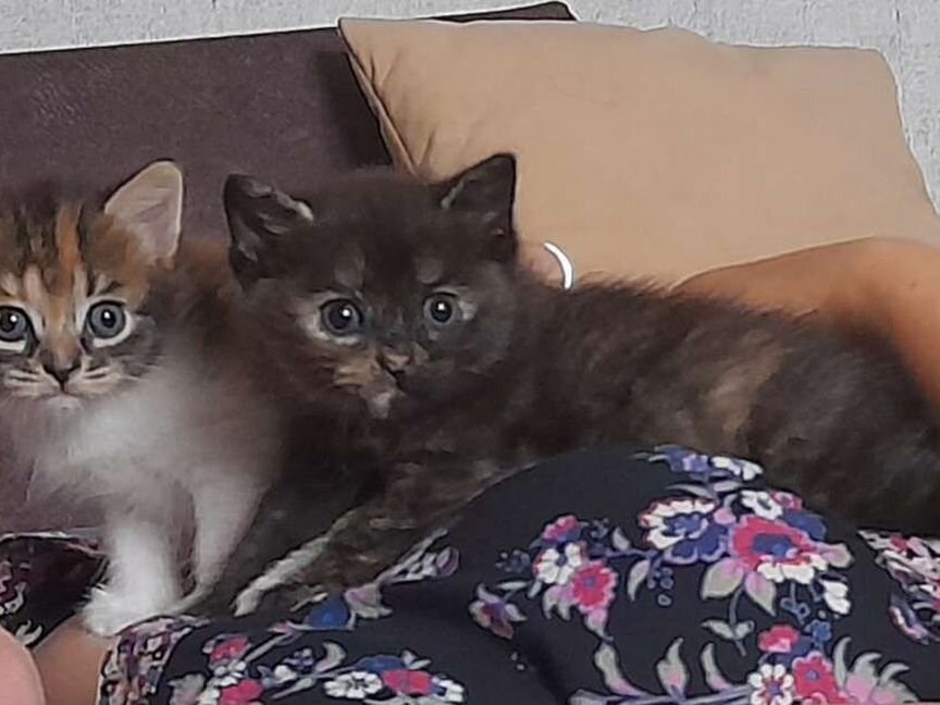 Кошка в дар бесплатно