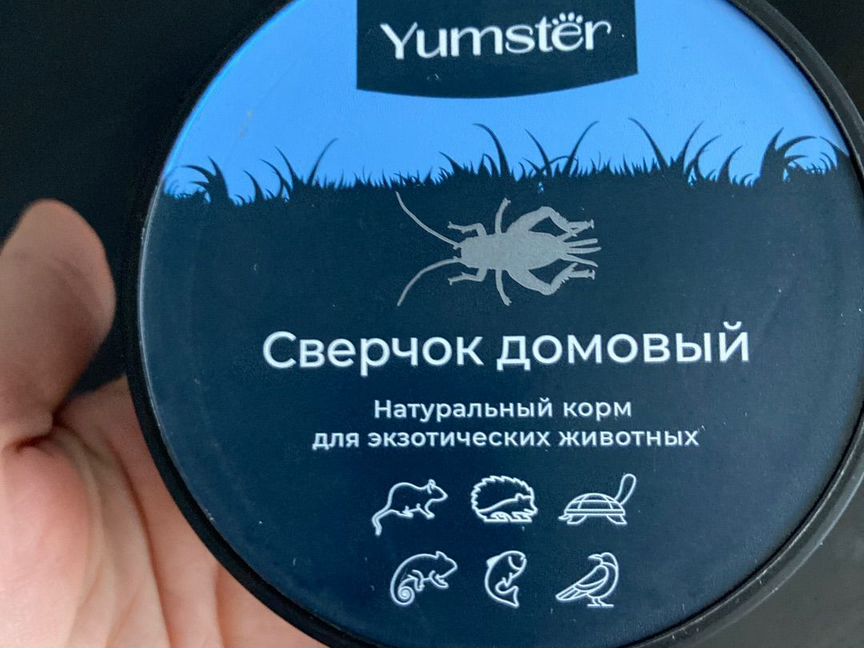 Сверчок домовый