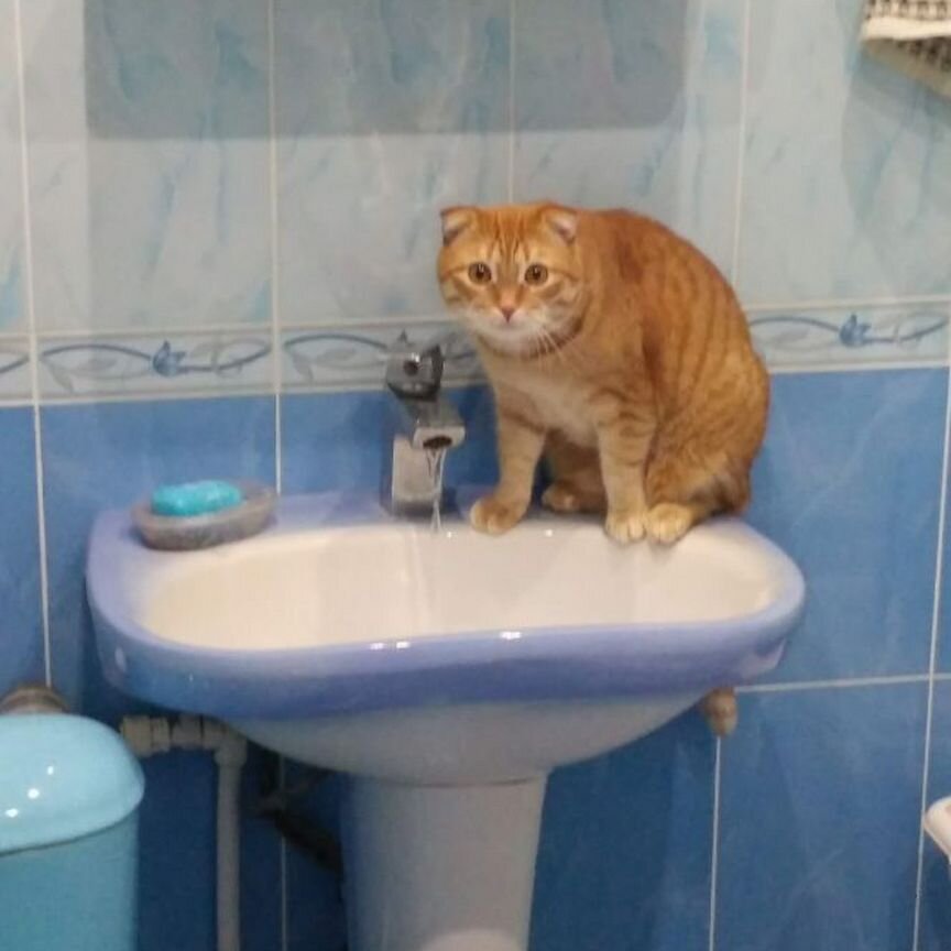 Отдам рыжего котика