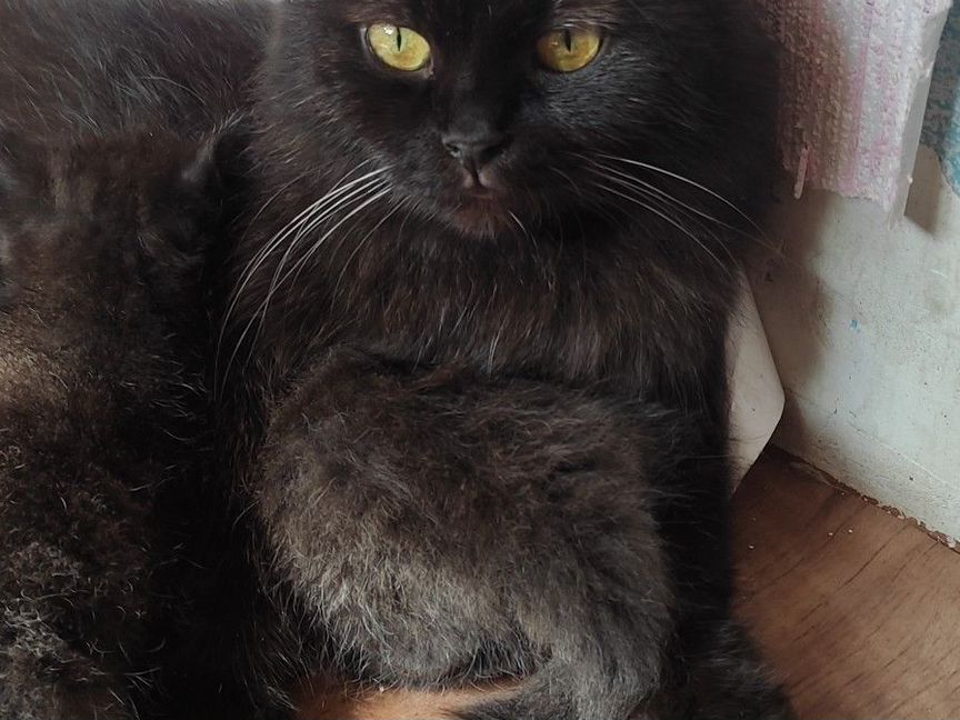 В добрые руки