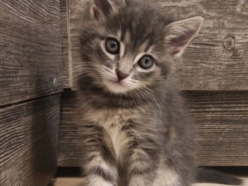 Сибирские котята
