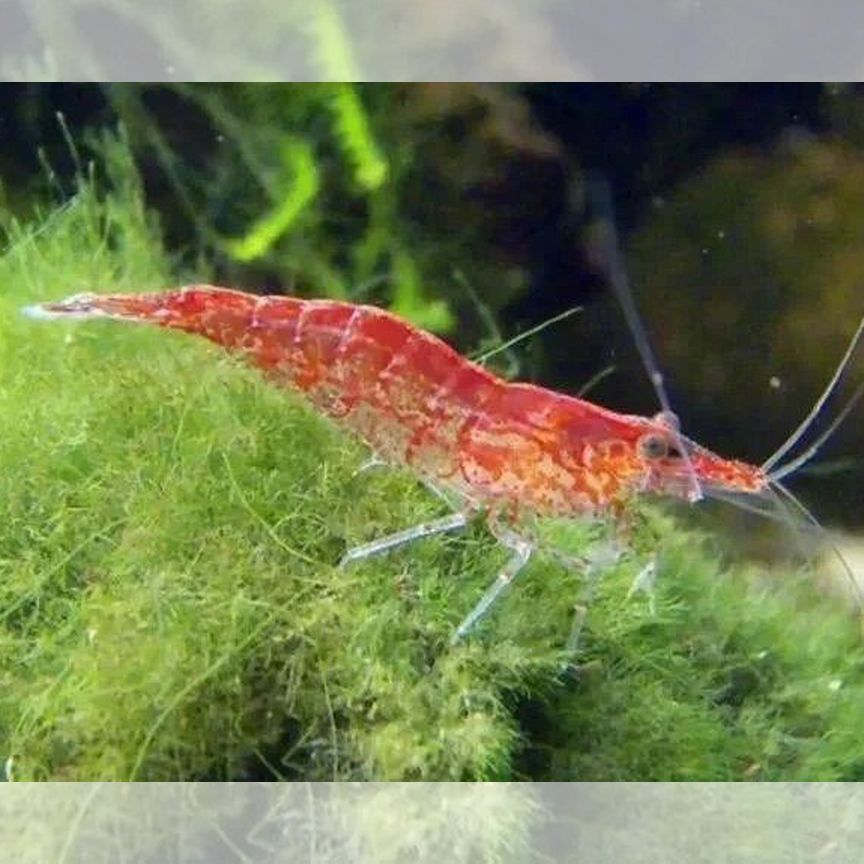 Креветки вишня