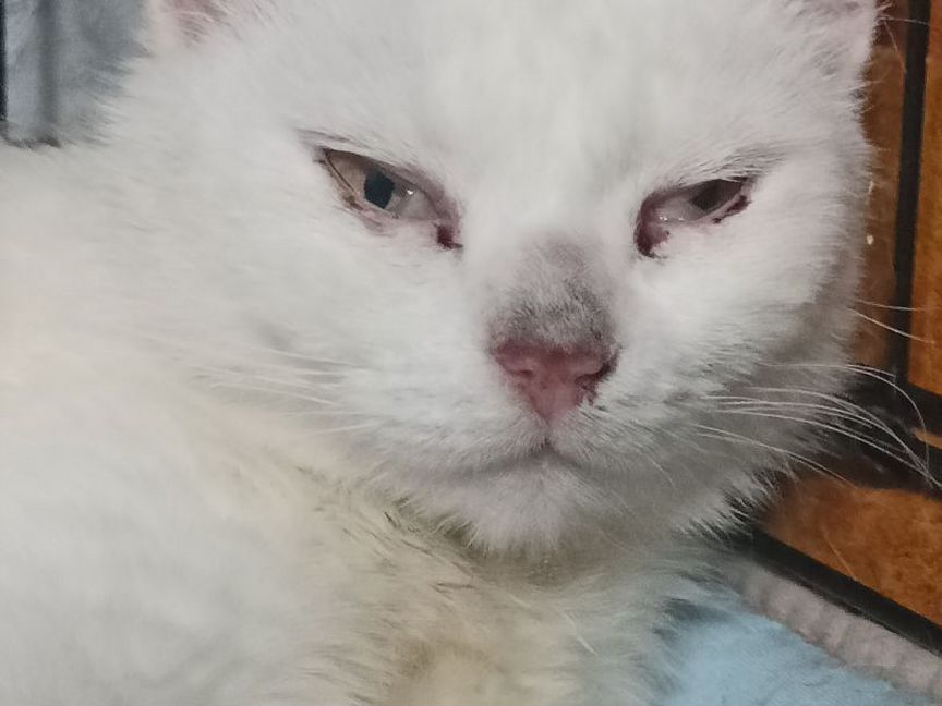 Кошечка Марта