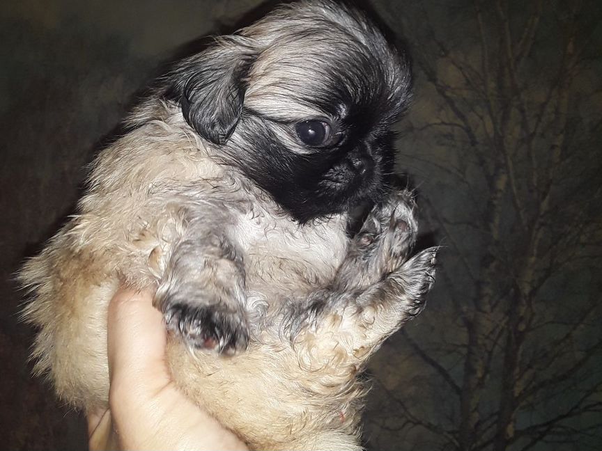 Пекинес