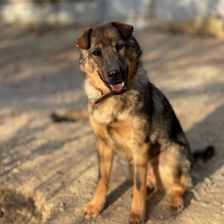 Собака ищет свою семью