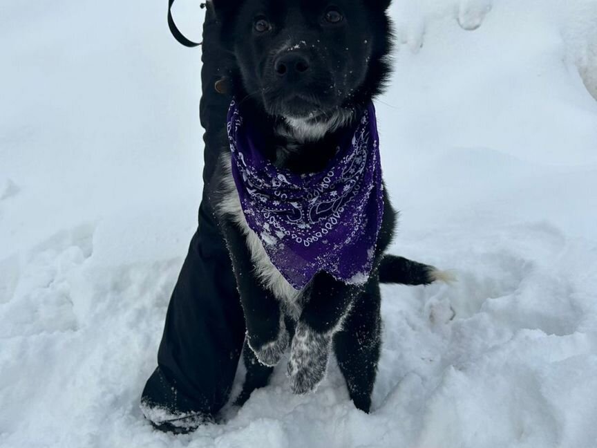 Собака смурфета