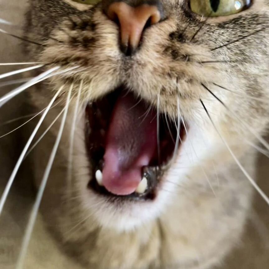 Взрослая, кошка в добрые руки