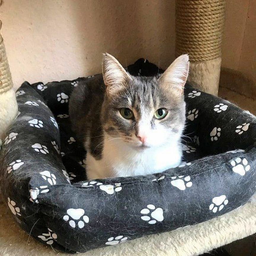 Котенок мальчик