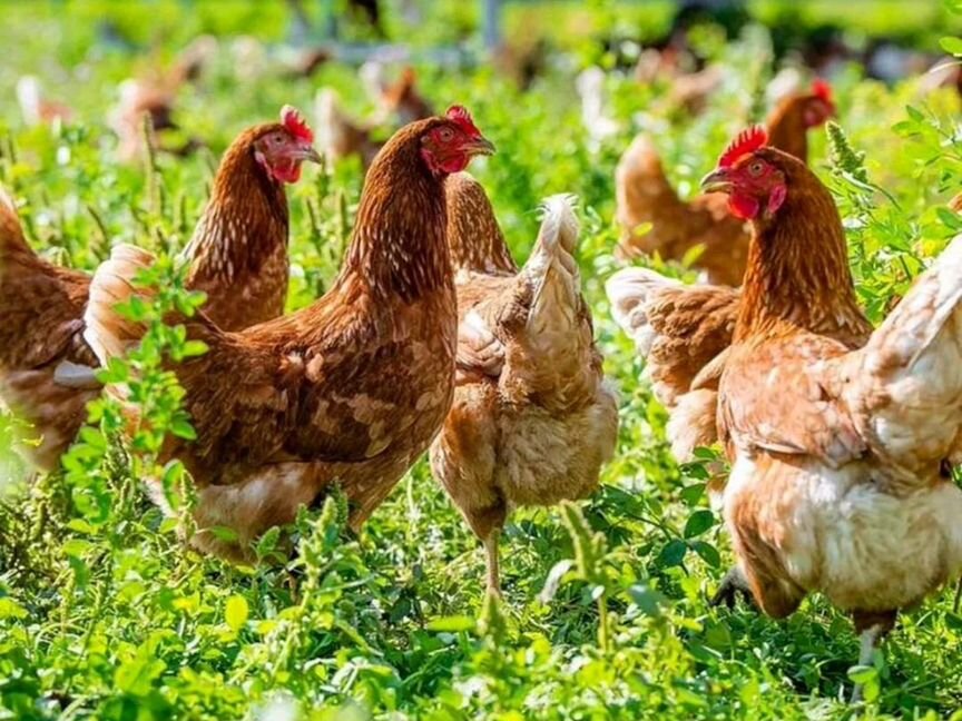 Продам яйца кур молодых