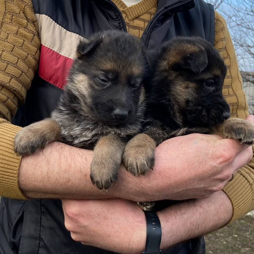 Щенки немецкой овчарки