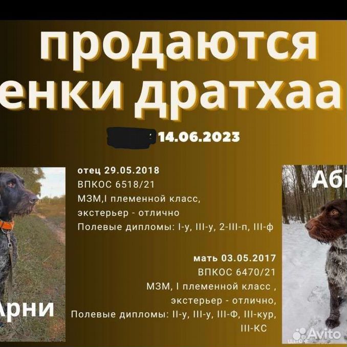 Щенок дратхаара