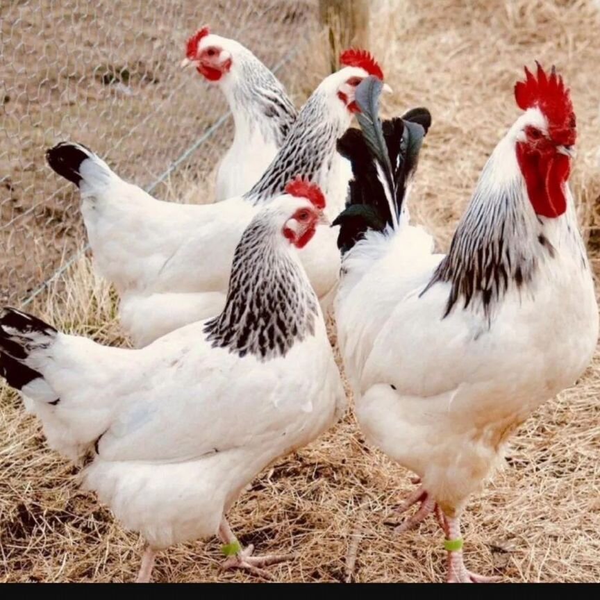 Цыплята суточные