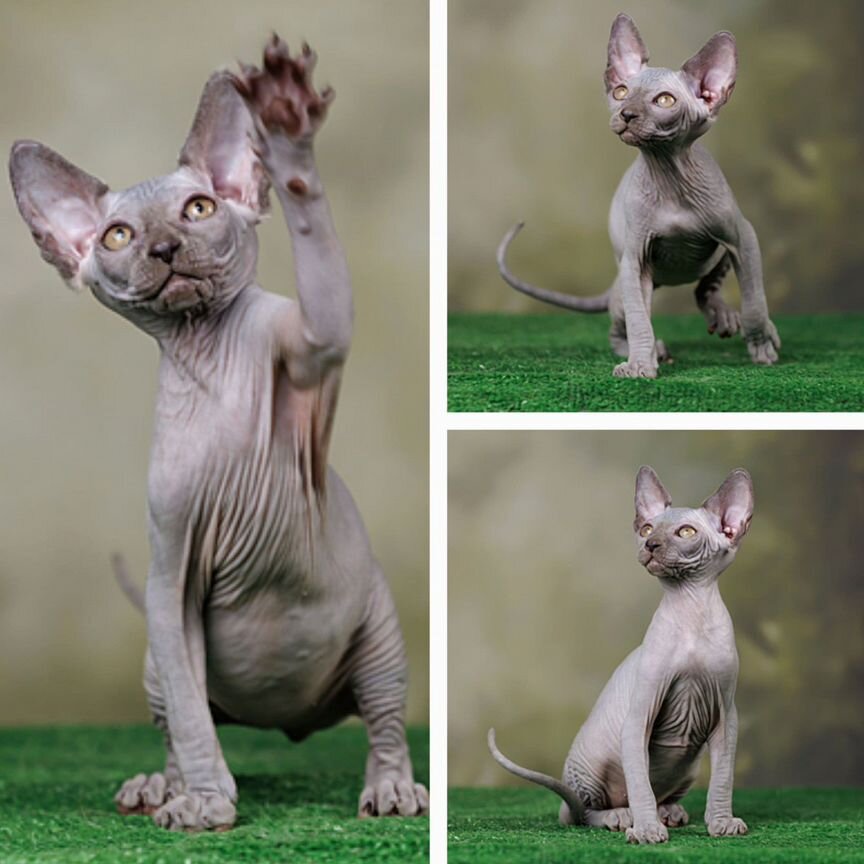 Канадский сфинкс котёнок