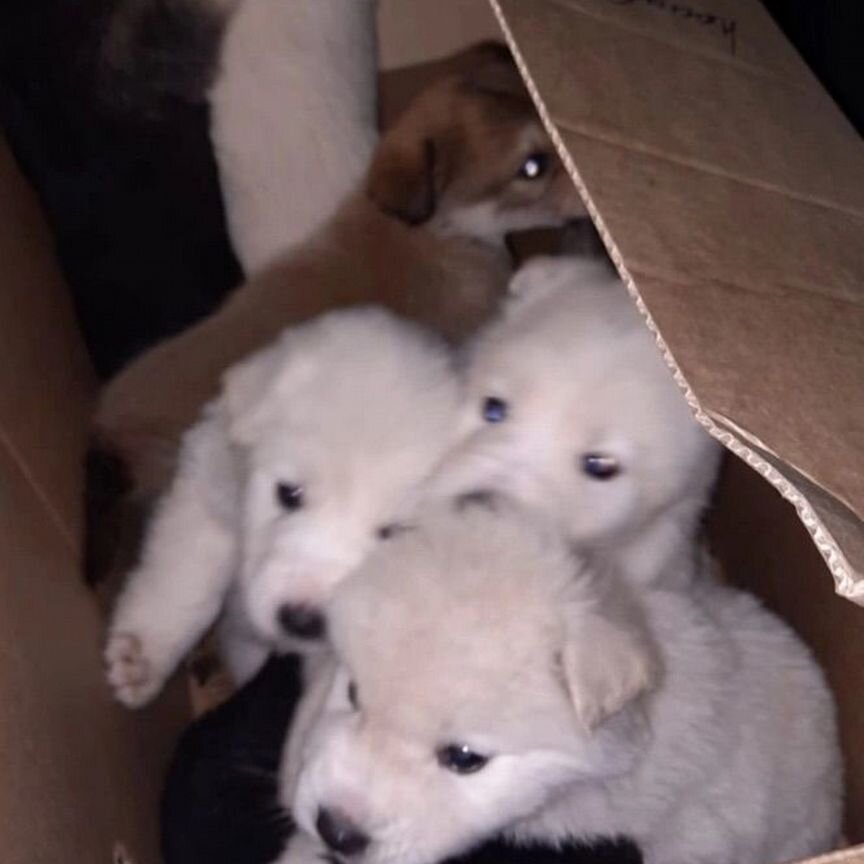 Отдам в добрые руки