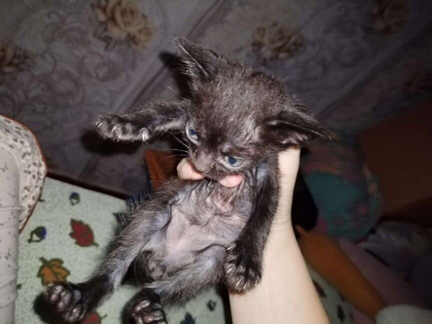 Отдам котят в добрые руки матвеев курган