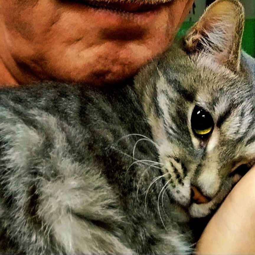 Котенок девочка в добрые руки