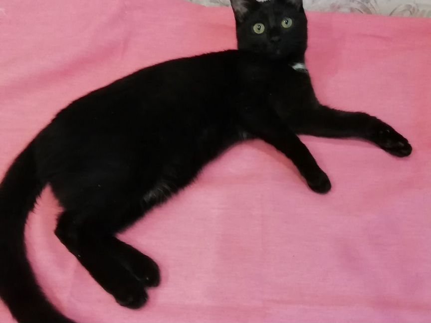 Котенок