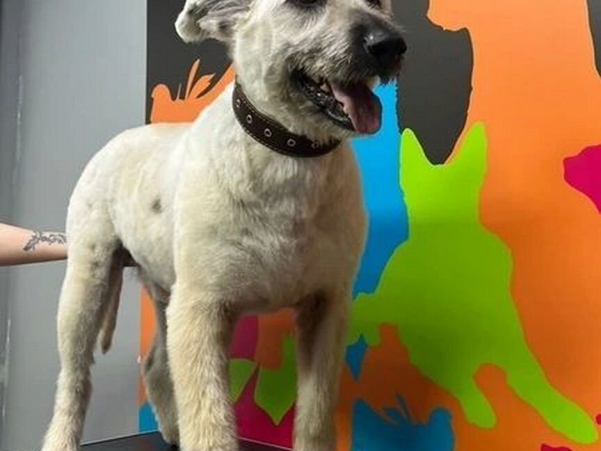 Собака в добрые руки