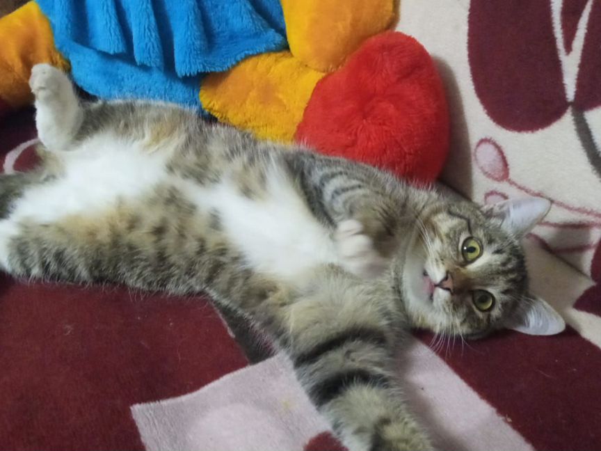 Котенок котик привитый