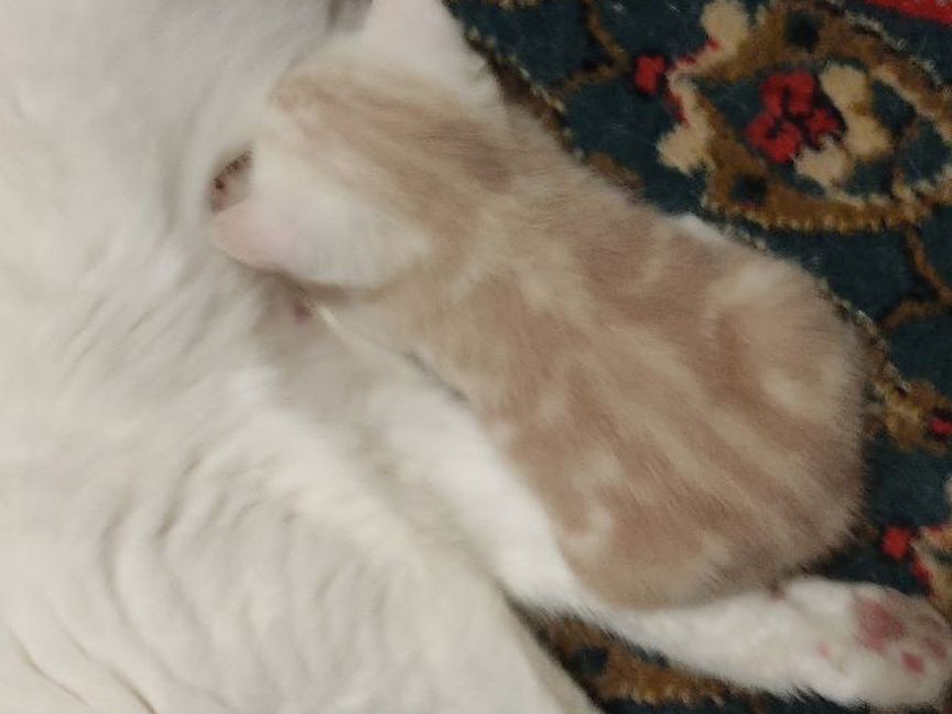 Шотландская кошка в дар