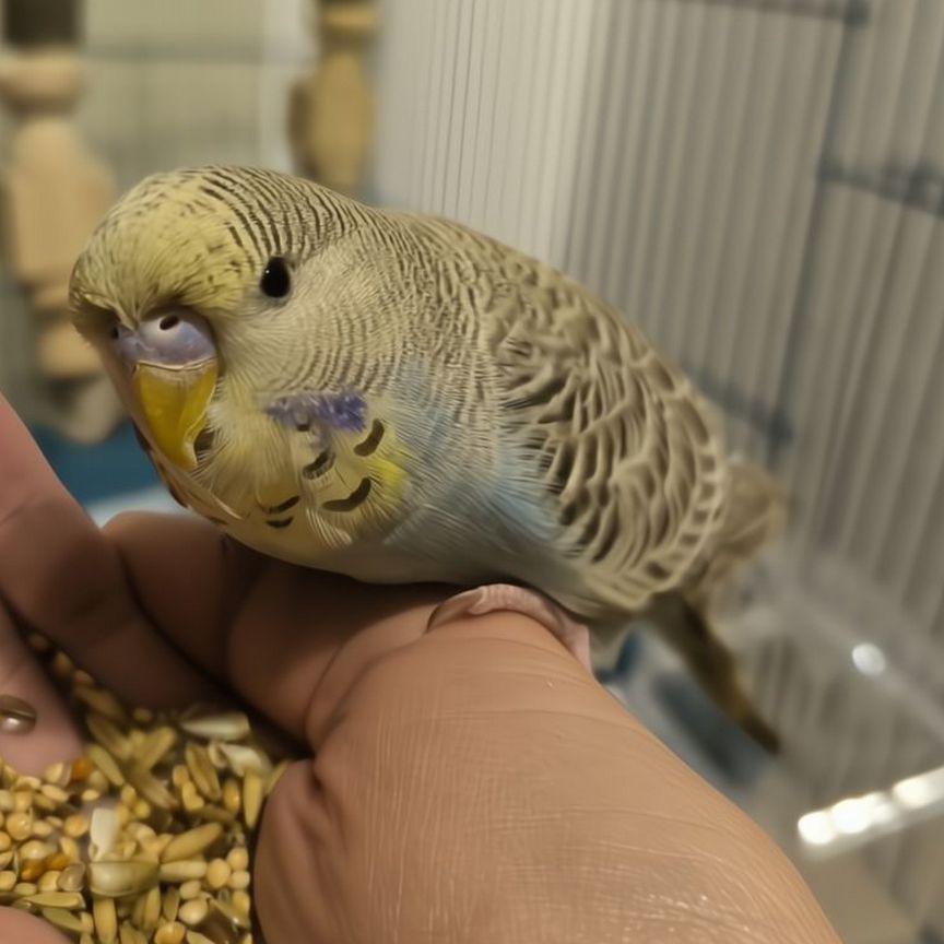 Волнистый попугай ввп чех