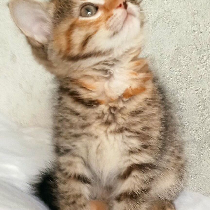 Котенок девочка в добрые руки