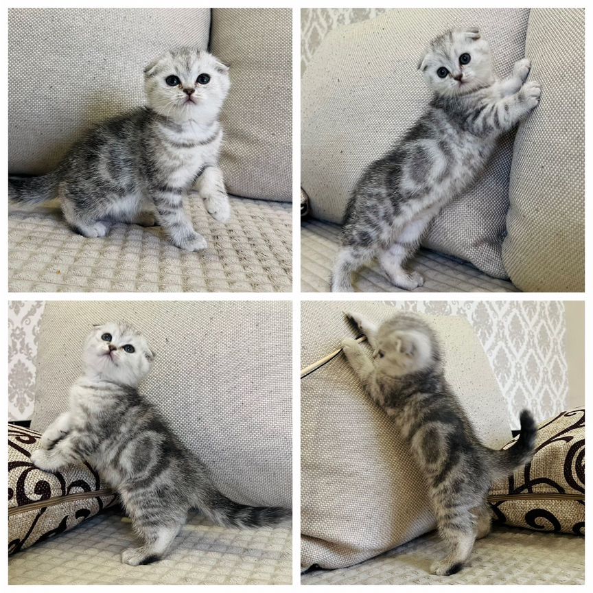 Шотландские вислоухие и прямоухие котята