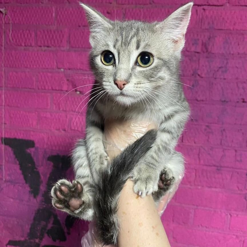 Котёнок мальчик в добрые руки Лукум