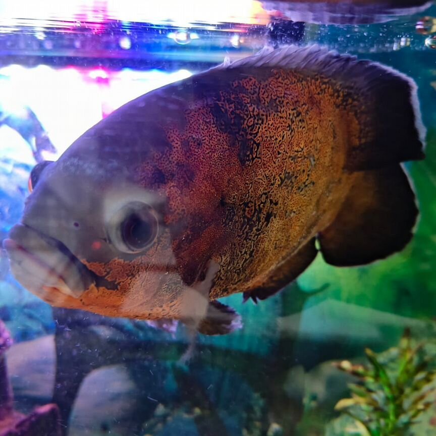 Астронотус