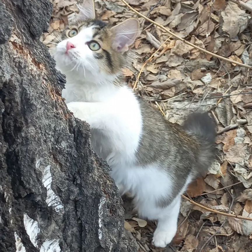 Котёнок в добрые руки