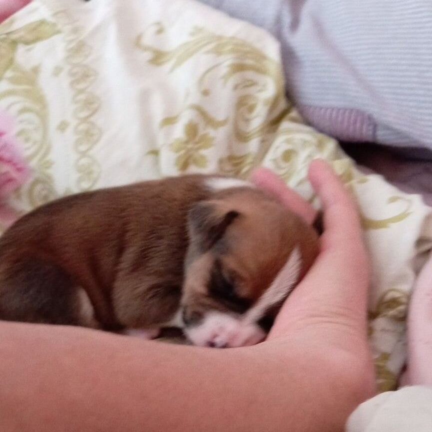 Продам щенок стаффорд