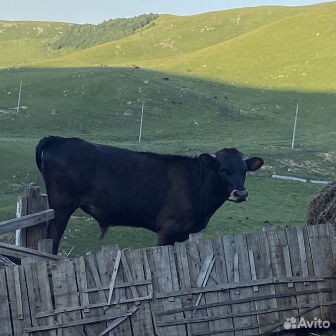 Бычок 7 месяцев