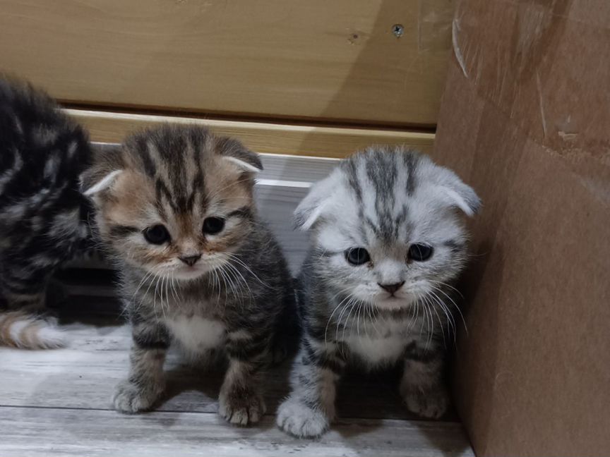 Шотландские котята