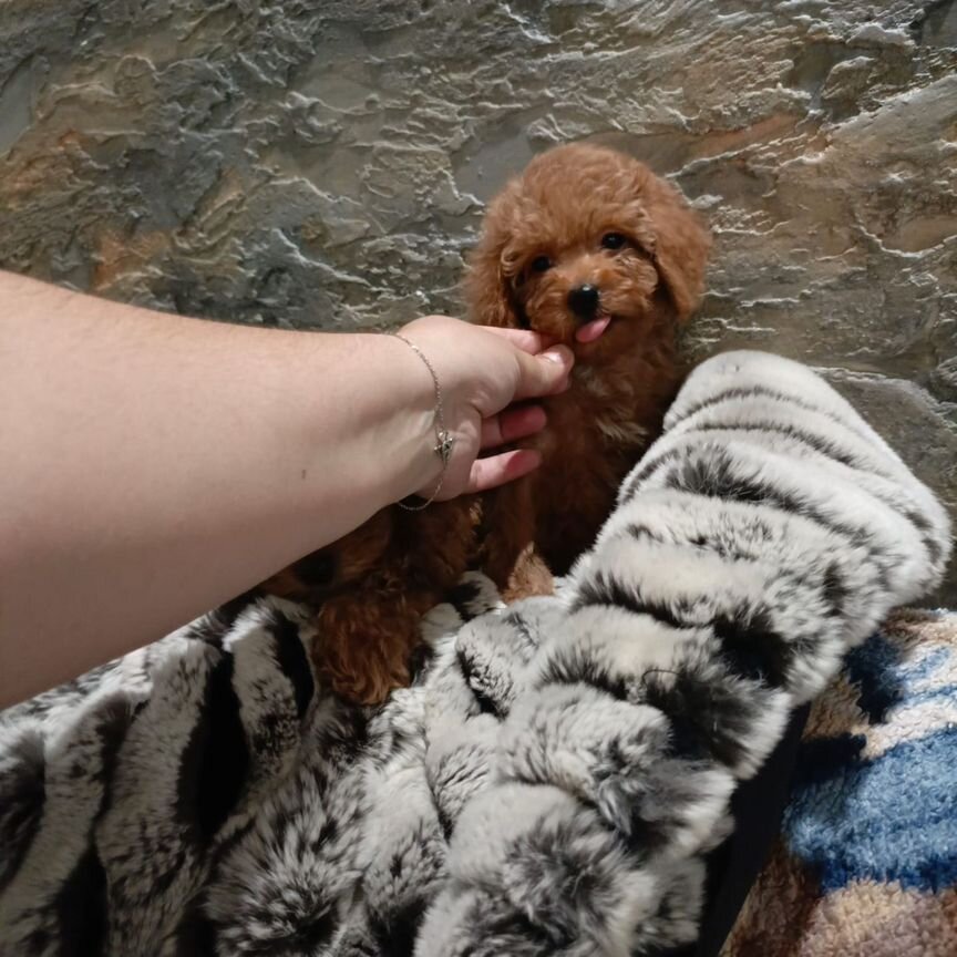 Той пудель девочки