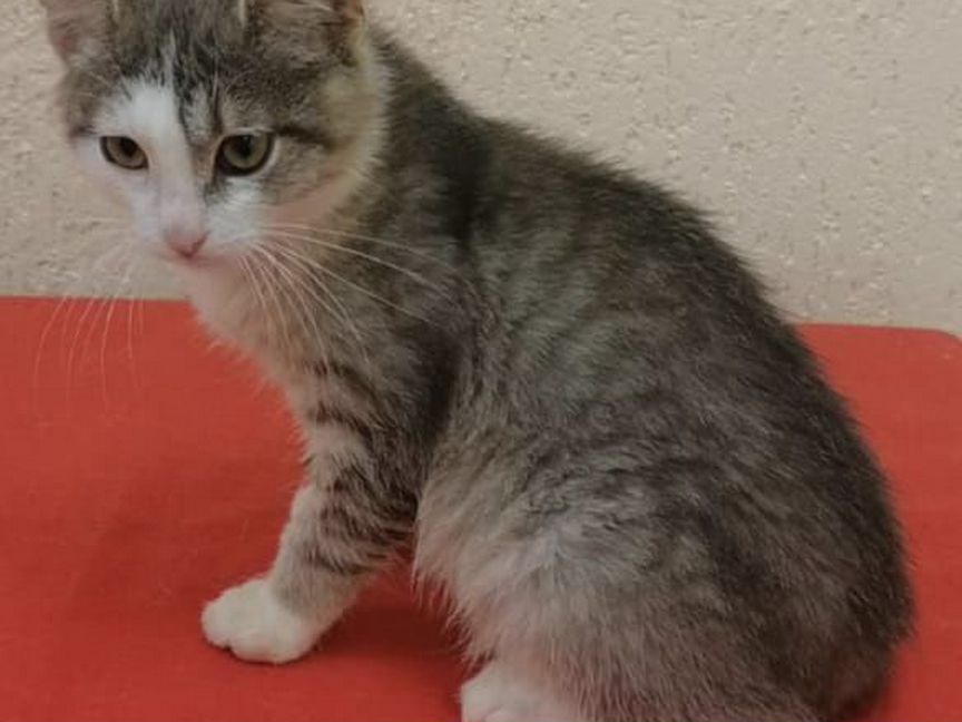 Котята в добрые руки бесплатно