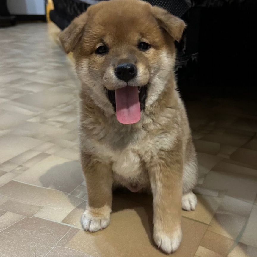 Сиба-ину, щенок