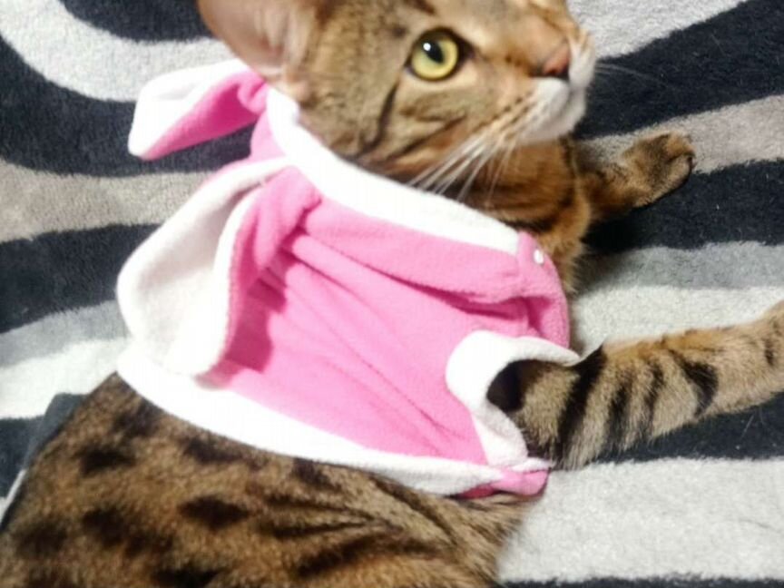 Костюм и шлейка для кота