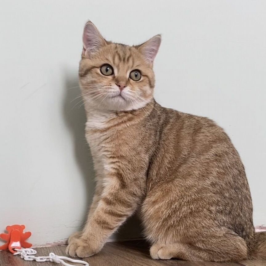 Игривый шотландский котёнок