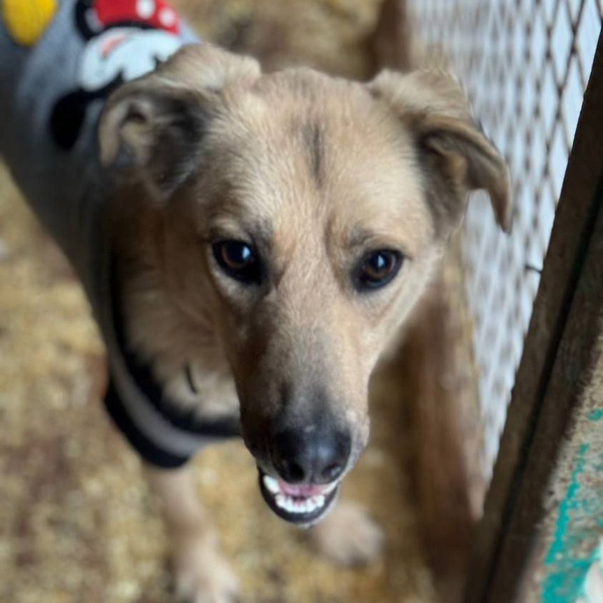 Молодой песик из приюта ждёт хозяина