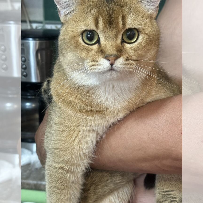 Вязка котик золотая шиншилла