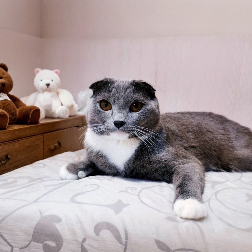 Шотландский кот вязка