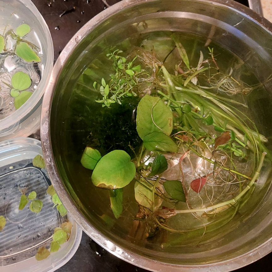 Аквариумные растения