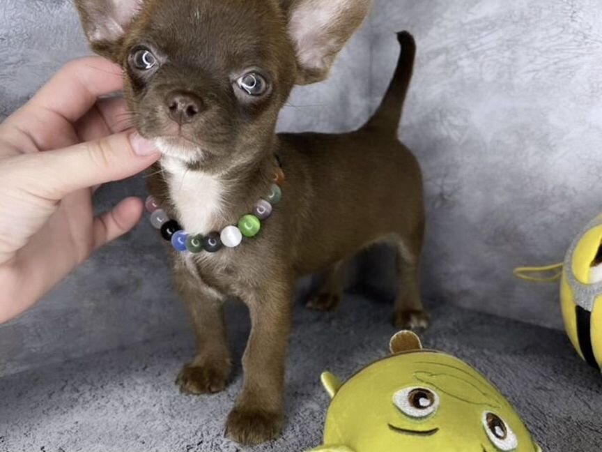 Шоколадный mini мальчик