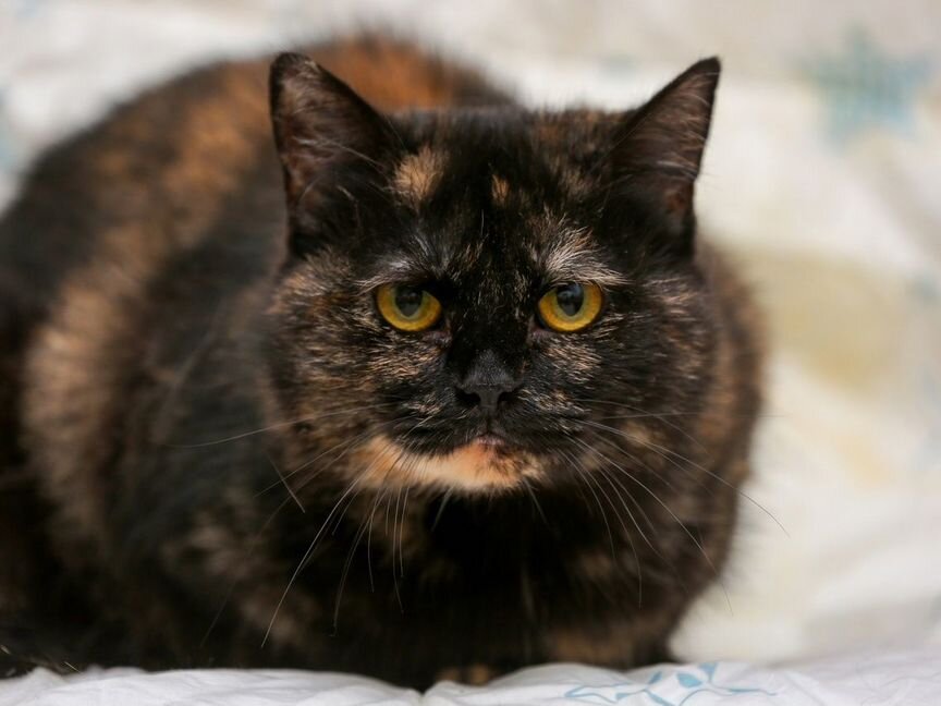 Кошка Броша